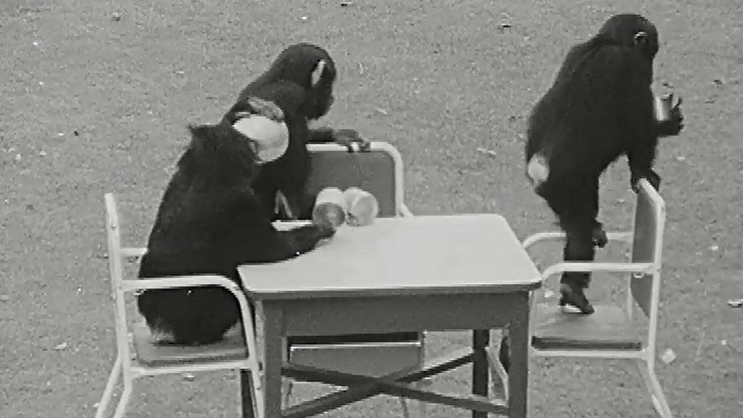 RTÉ Archives | Environment | Chimpanzee Tea Party