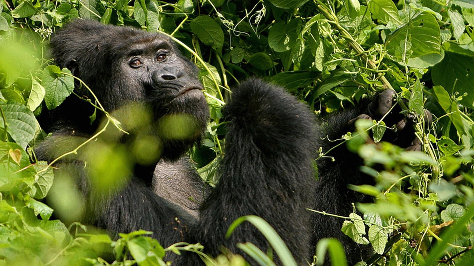 Top Five Wildlife Adventure Experiences