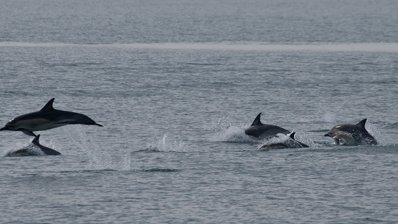 Amazing footage of dolphin superpod captured in Irish Sea
