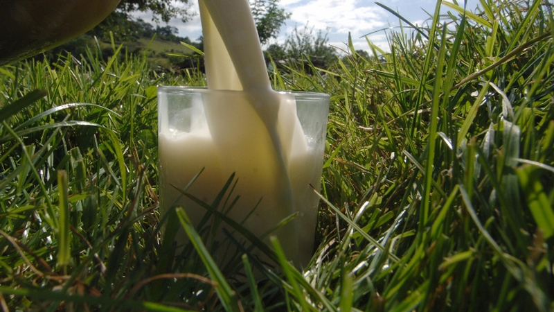 Irish dairy farms among most profitable in Europe