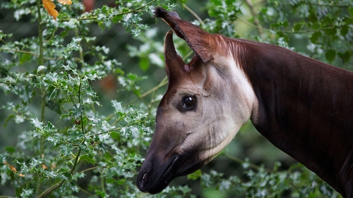 First Okapis arrive at Dublin Zoo