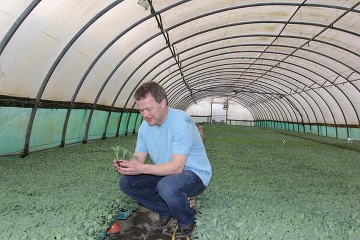 Broccoli Grower Paul Brophy | CountryWide - RTÉ Radio 1
