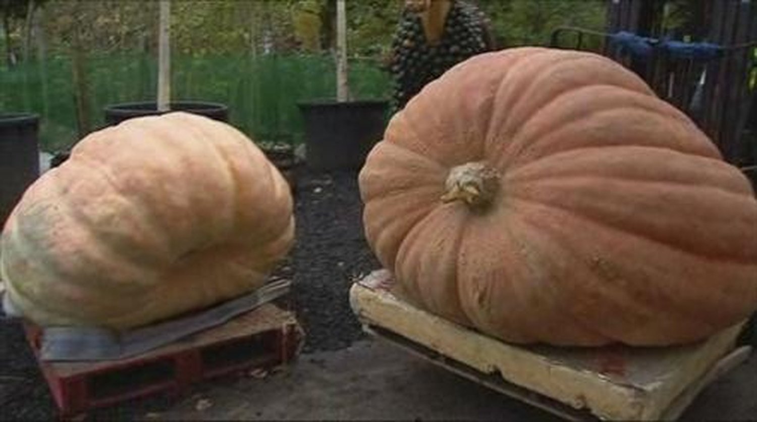 RTÉ Archives | Celebrations | Virginia Pumpkin Festival