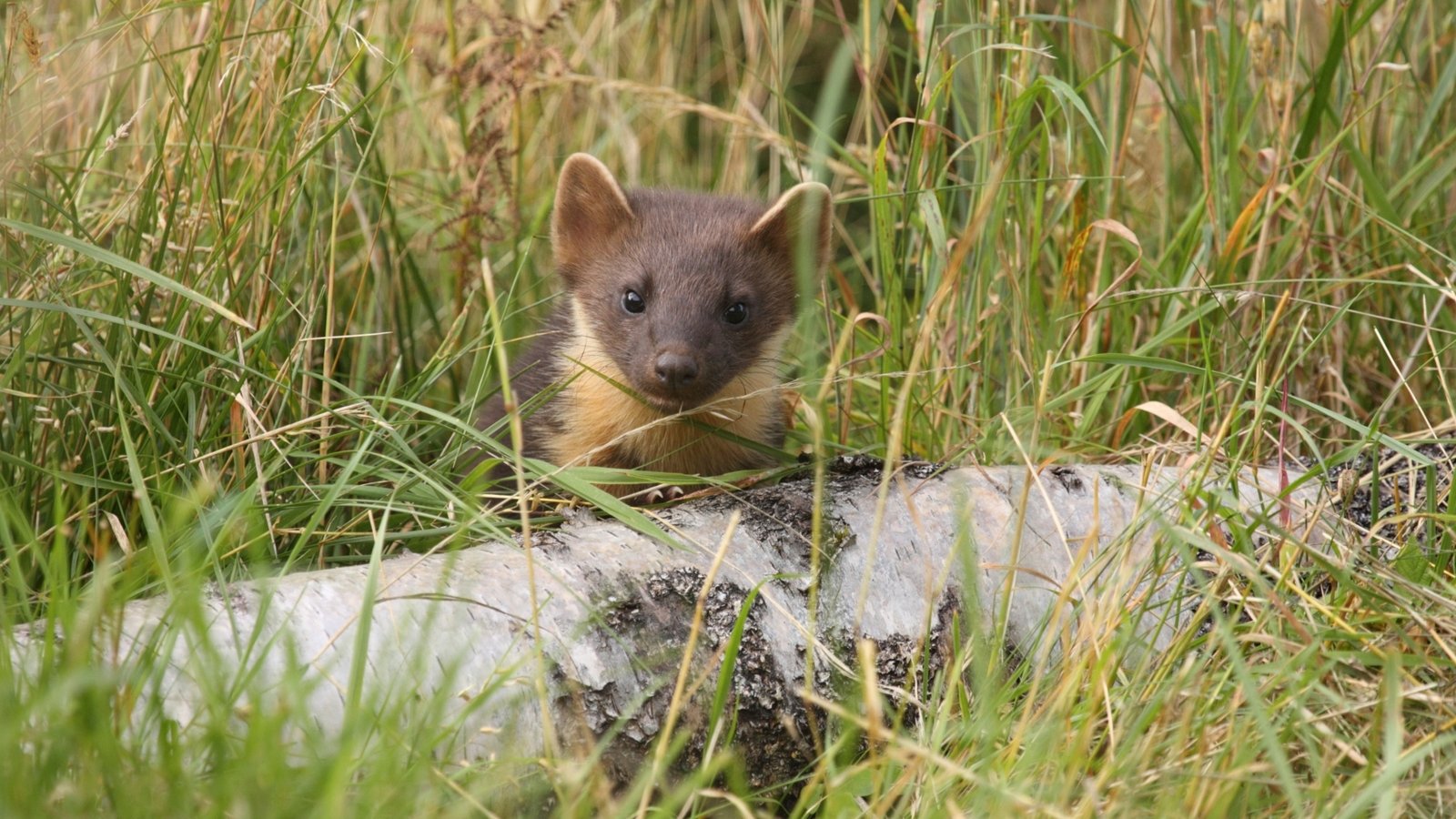 Ireland's pine marten population recovering