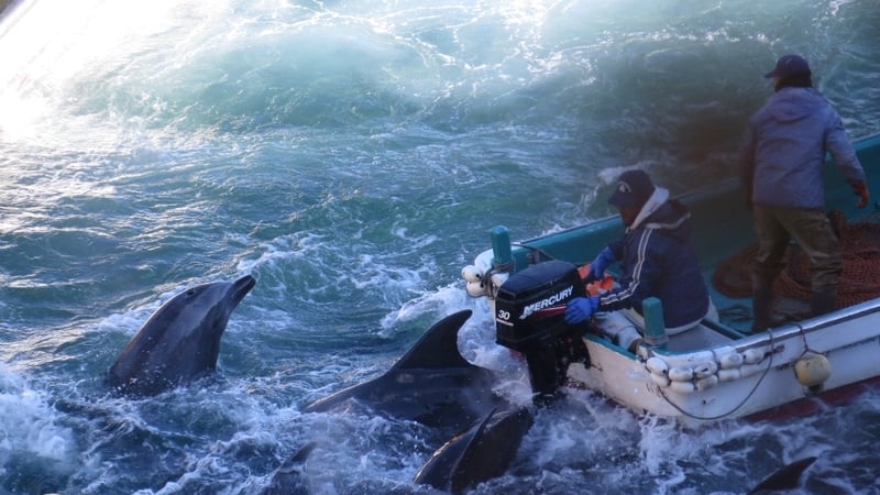 Campaigners say Japan dolphin hunt resumes