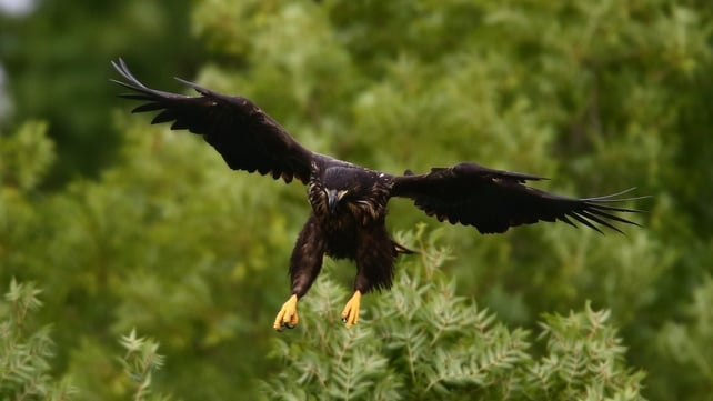 Ireland's white-tailed eagles: From egg to X-ray