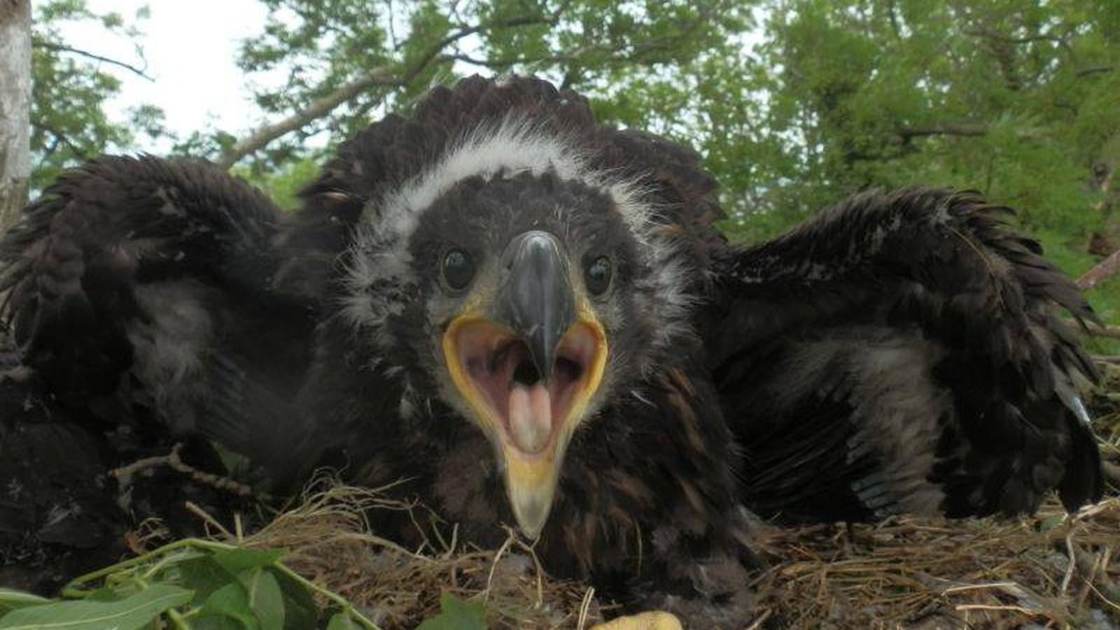 Ireland's white-tailed eagles: From egg to X-ray