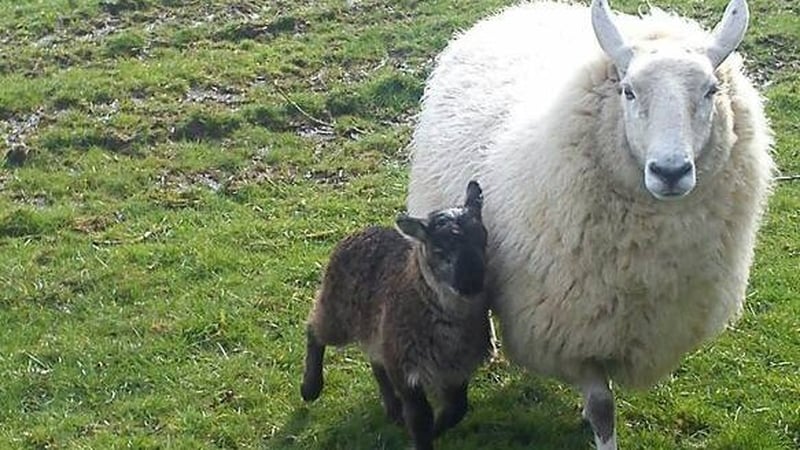 Rare goat-sheep hybrid born in Kildare