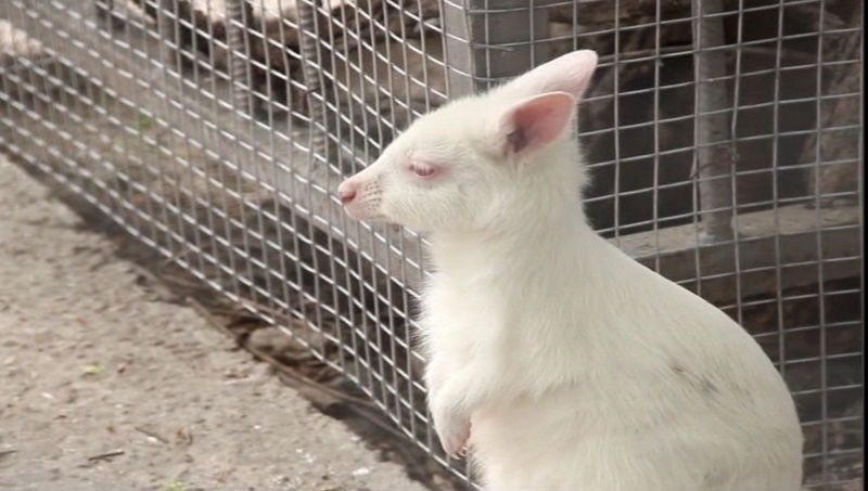 Albino kangaroo makes first public appearance at Ukrainian zoo