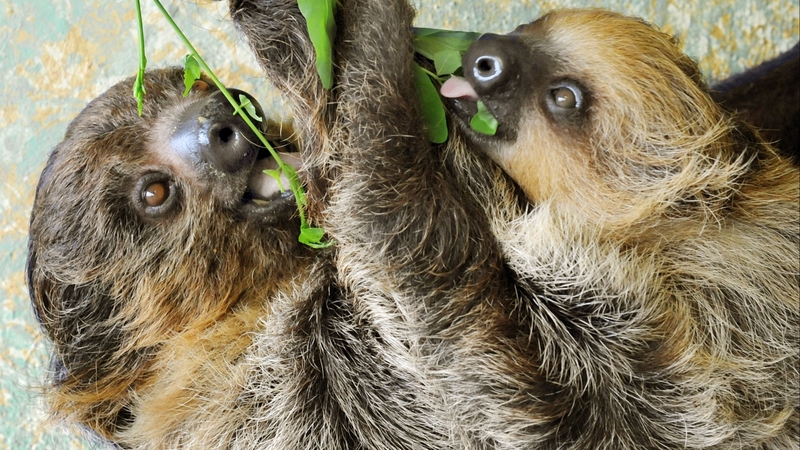'Sneaky' pair produce London Zoo's first baby sloth