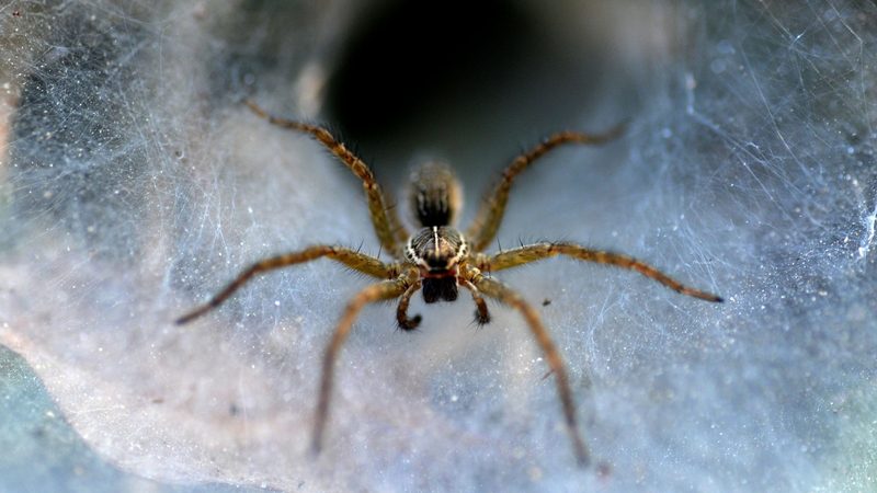 Spiders sound out information on the web, scientists find