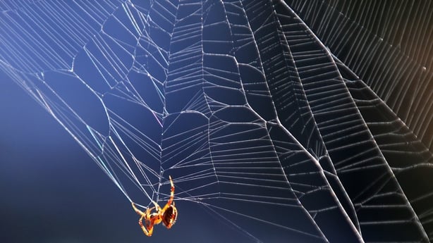 Spiders sound out information on the web, scientists find