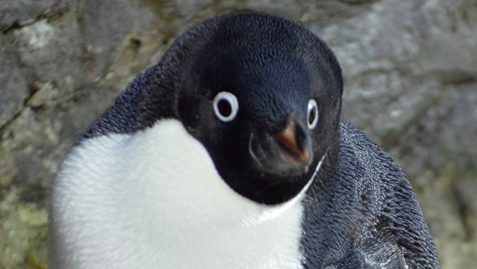 Penguins feeling the heat from rising temperatures