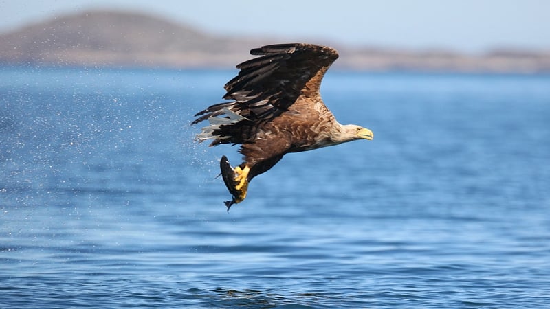 Nimh mhídhleathach ba chúis le marú iolar mara