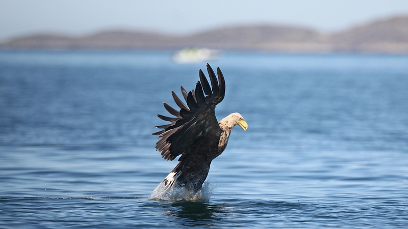 Thousands flock to see eagles at Lough Derg