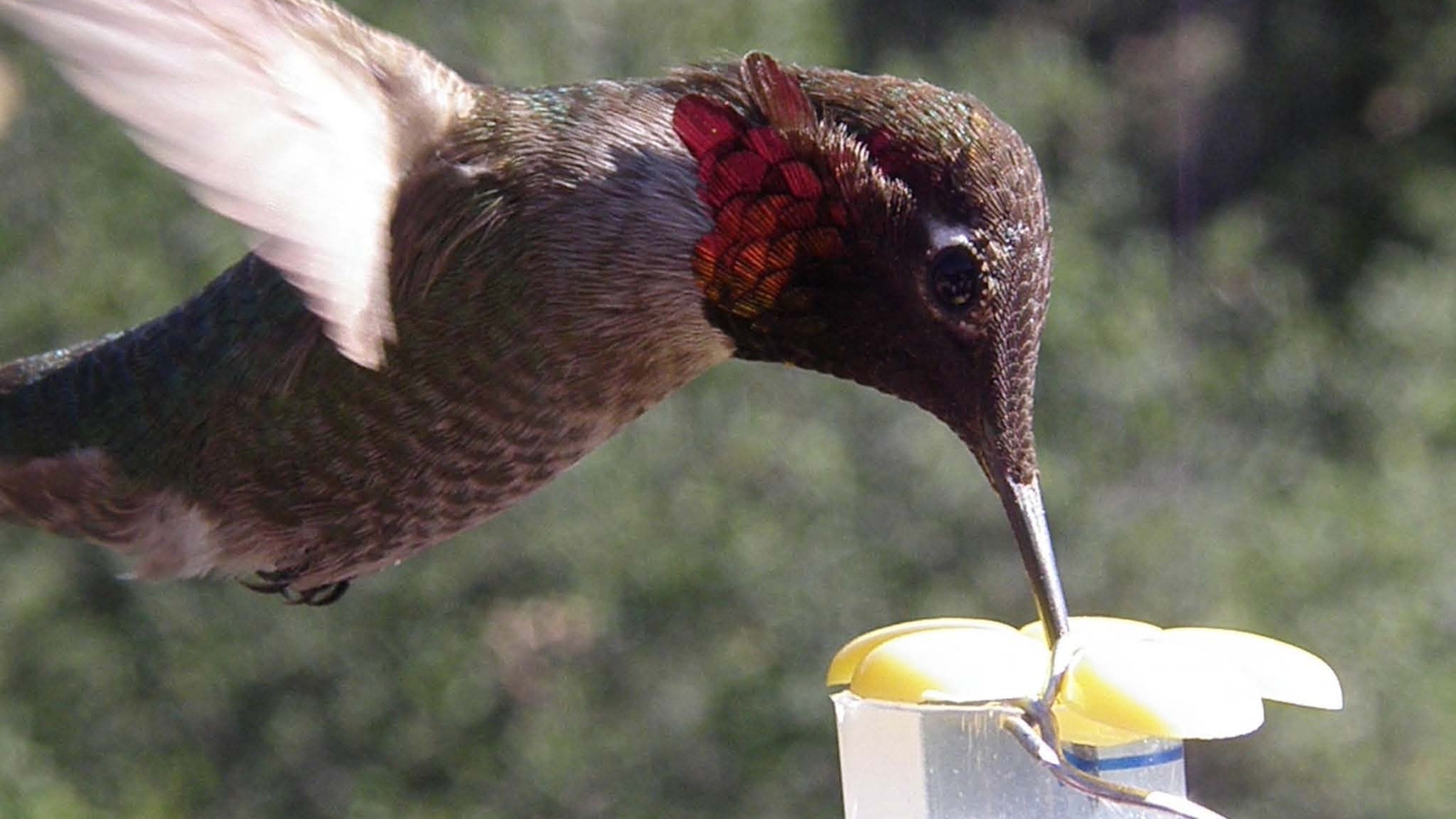 Hummingbird develops sweet tooth