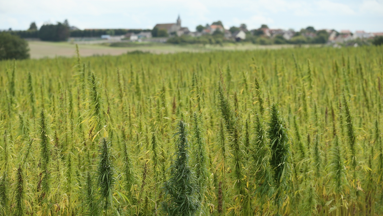 Hemp farming