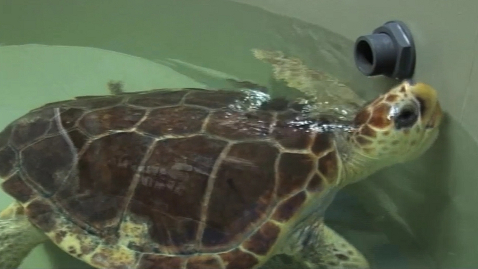 Leon the turtle to be released back to the wild