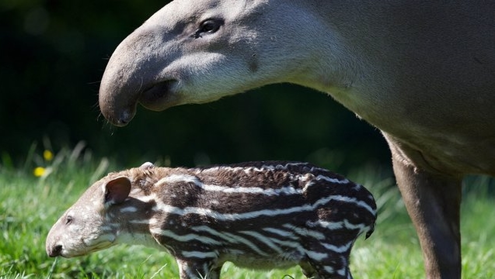 Dublin Zoo to donate €5,000 after tapir attack