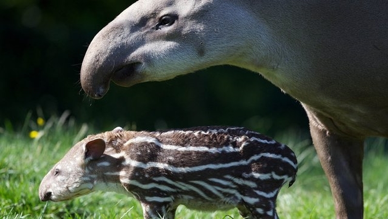Brothers settle damages case over tapir attack at zoo