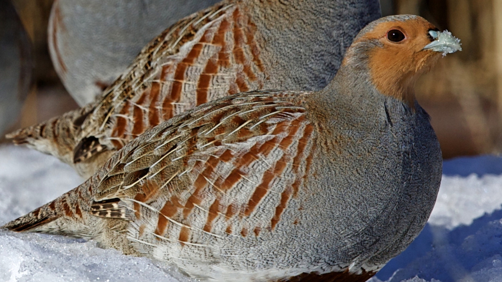 Wild partridges take flight across border