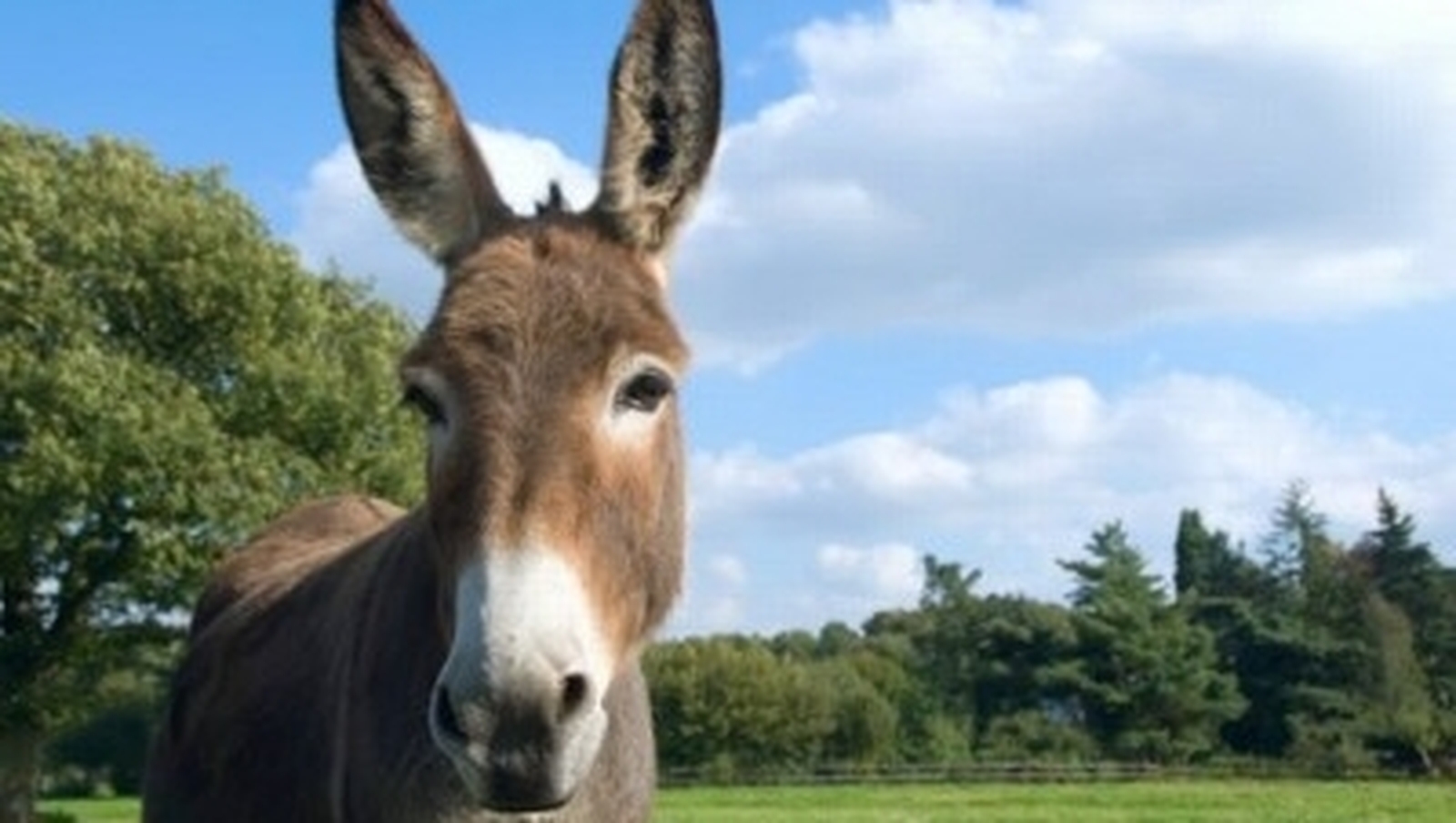Donkey dies after being sat on in nativity scene