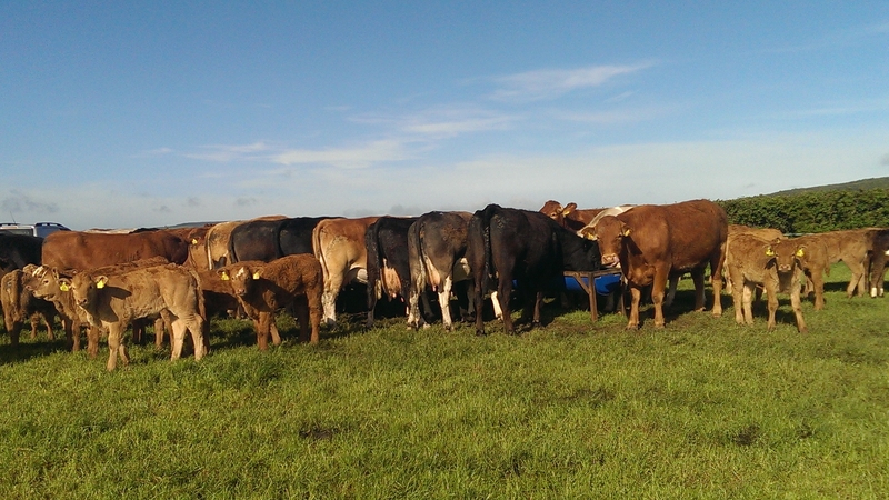 Ireland granted full access to US beef market