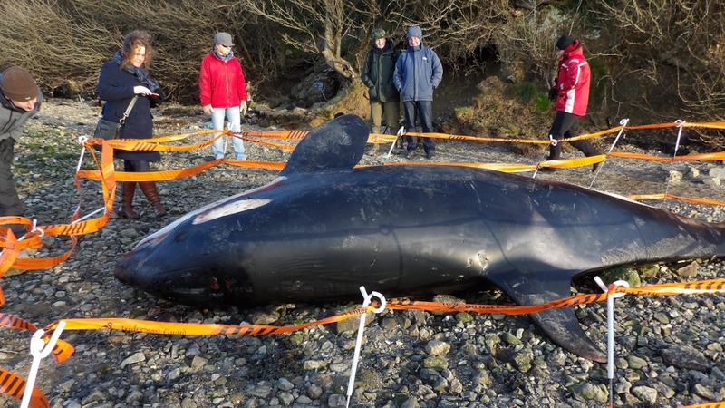 Killer whale washes up on Waterford beach
