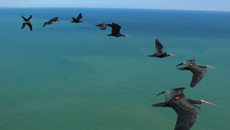Scientists unlock secrets of bird flight formation