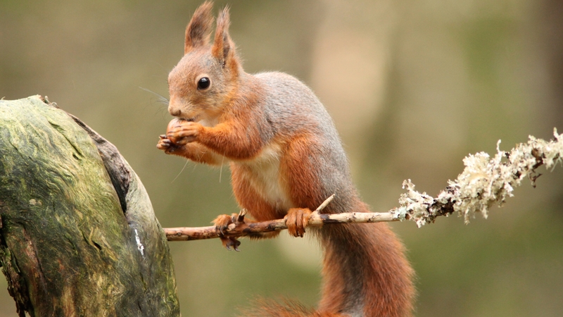 Dá olcas é Séafra b'fhearr é ná a bheith ina éagmais