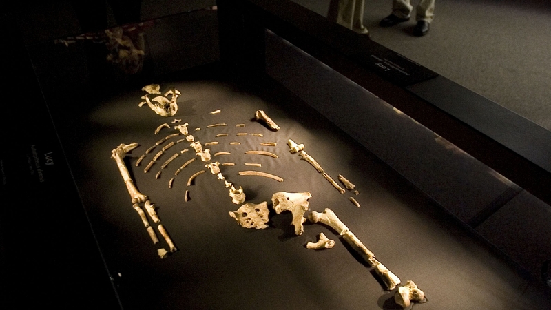 Mysterious death solved three million years later