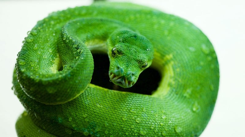 Dublin Zoo celebrates arrival of green tree python