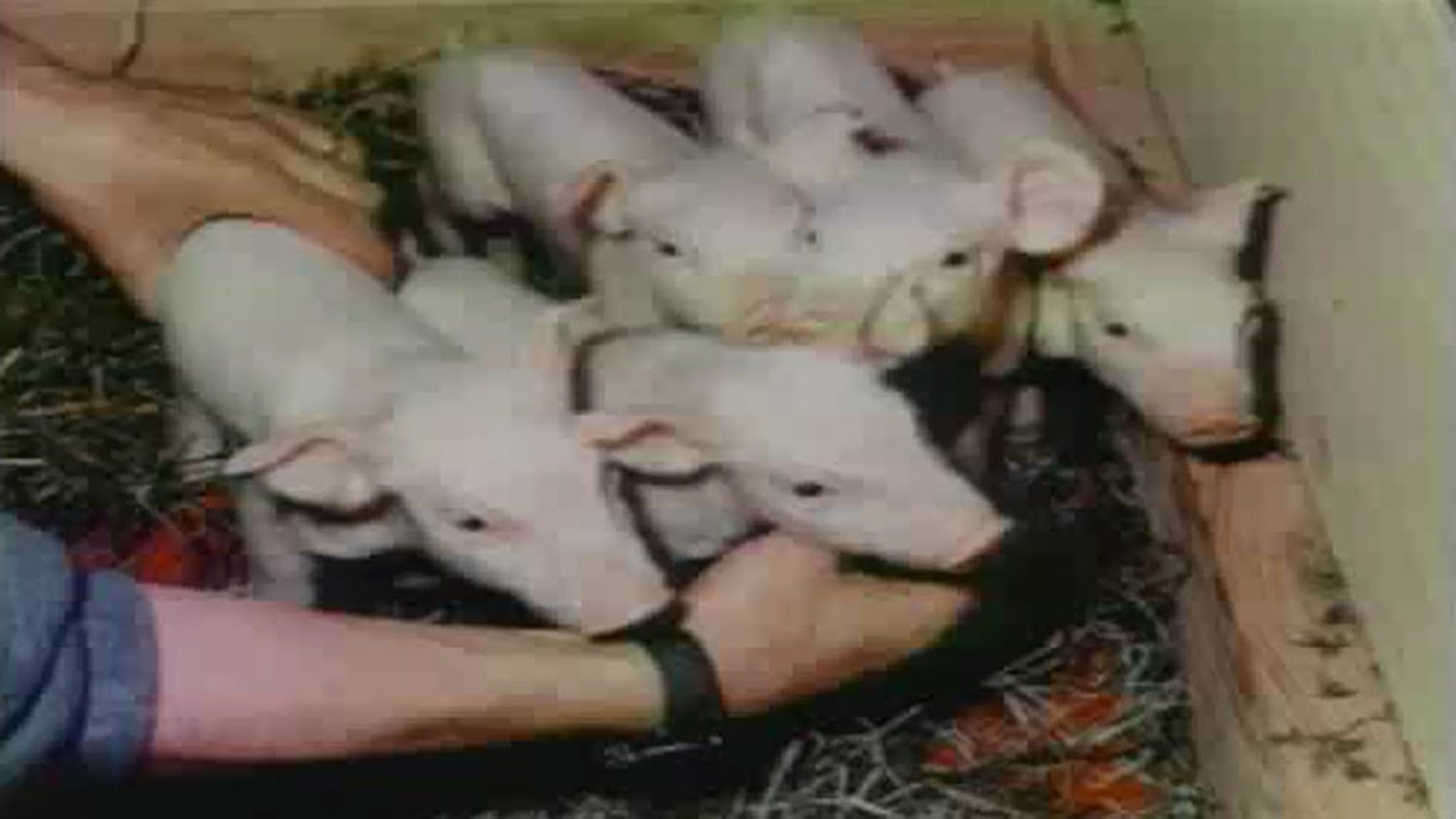 RTÉ Archives | Health | World's First Cloned Pigs