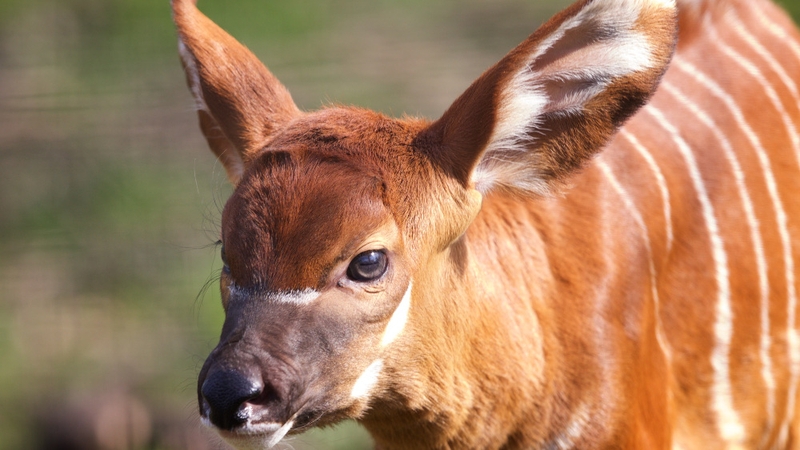 Rare eastern bongo calf born at Dublin Zoo