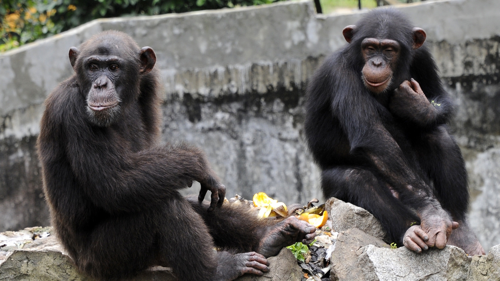 Back pain linked to ape ancestors