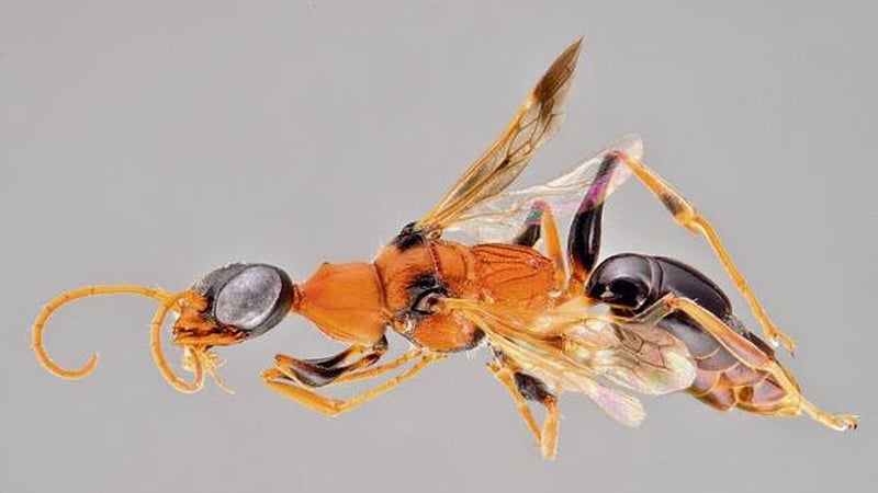 'Dementor' wasp among 139 new species in Mekong
