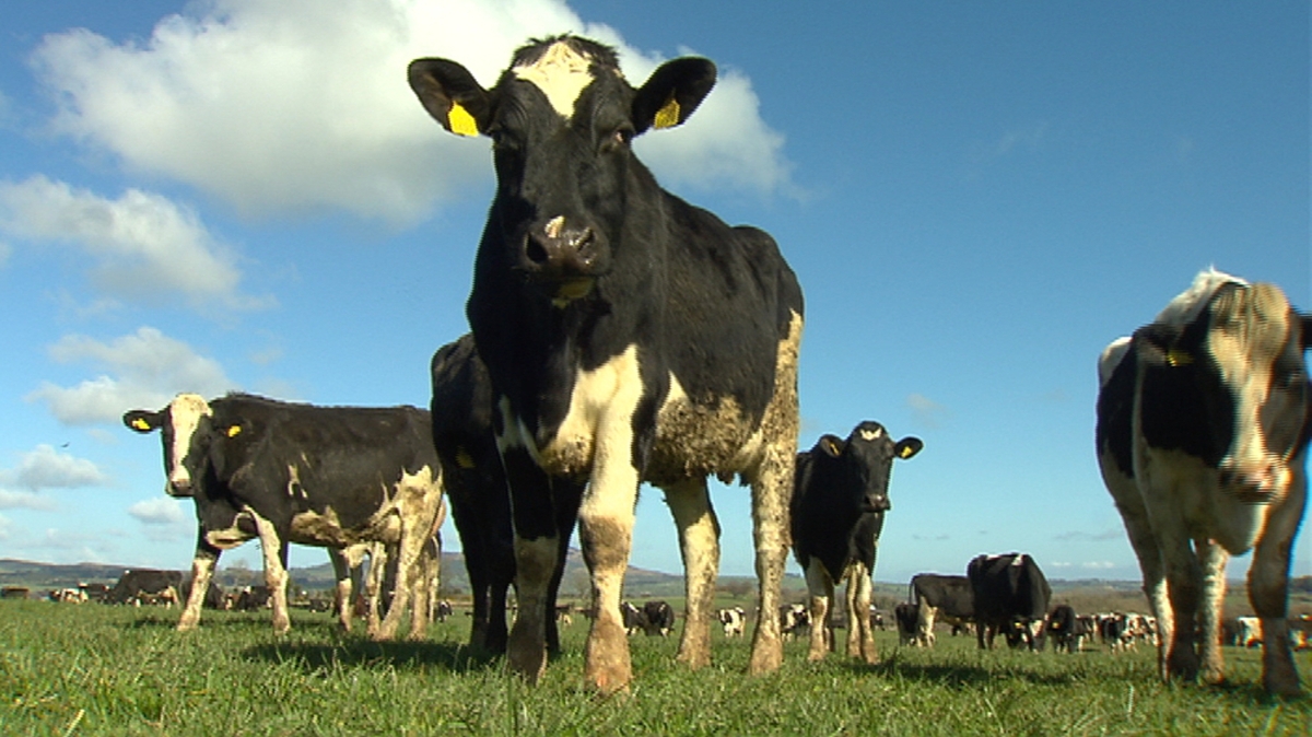 Kerry Co-Op members get bills from Revenue | Morning Ireland - RTÉ Radio 1