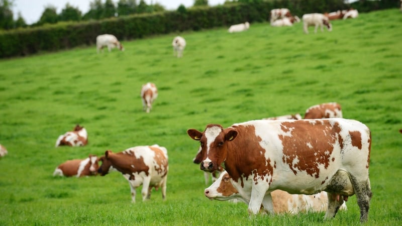 Tests on BSE cow confirm it was an isolated case
