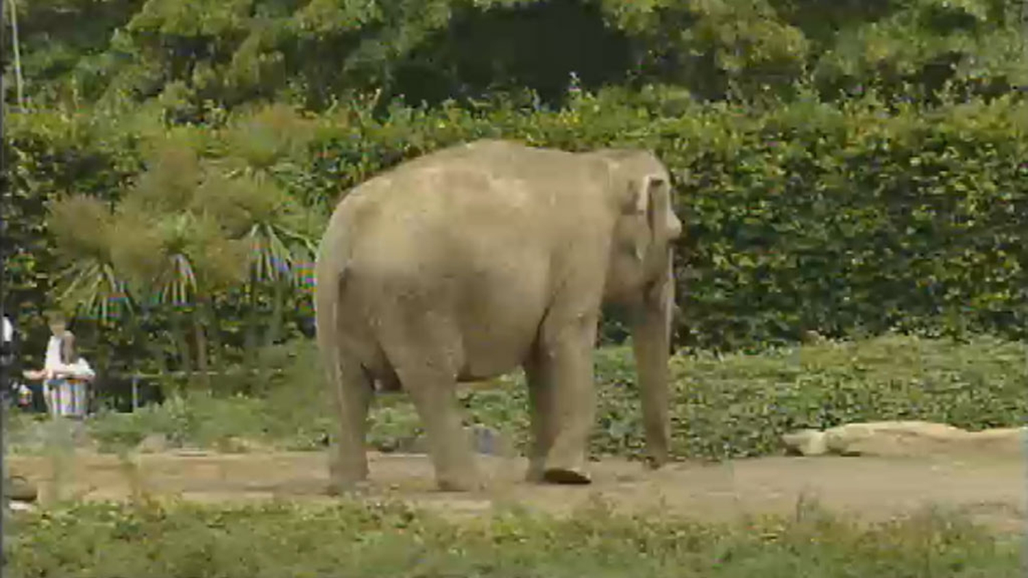 RTÉ Archives | Environment | New Look Dublin Zoo
