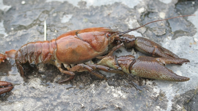 600 Crayfish dead in due to disease in a river in County Cavan, Ireland ...