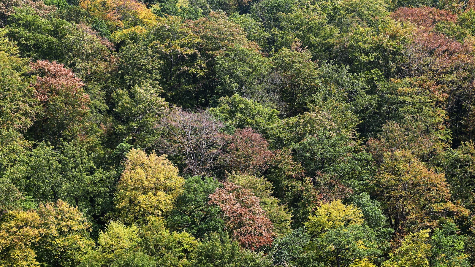 Number of trees down 46% since human civilisation