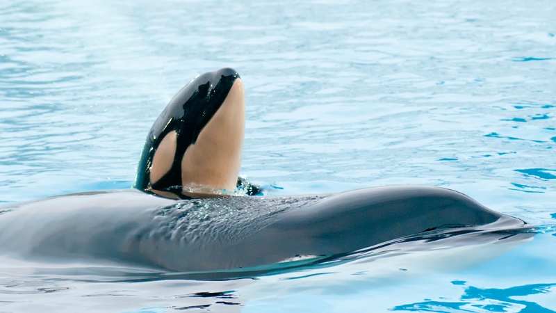 World's orca population under threat from pollution