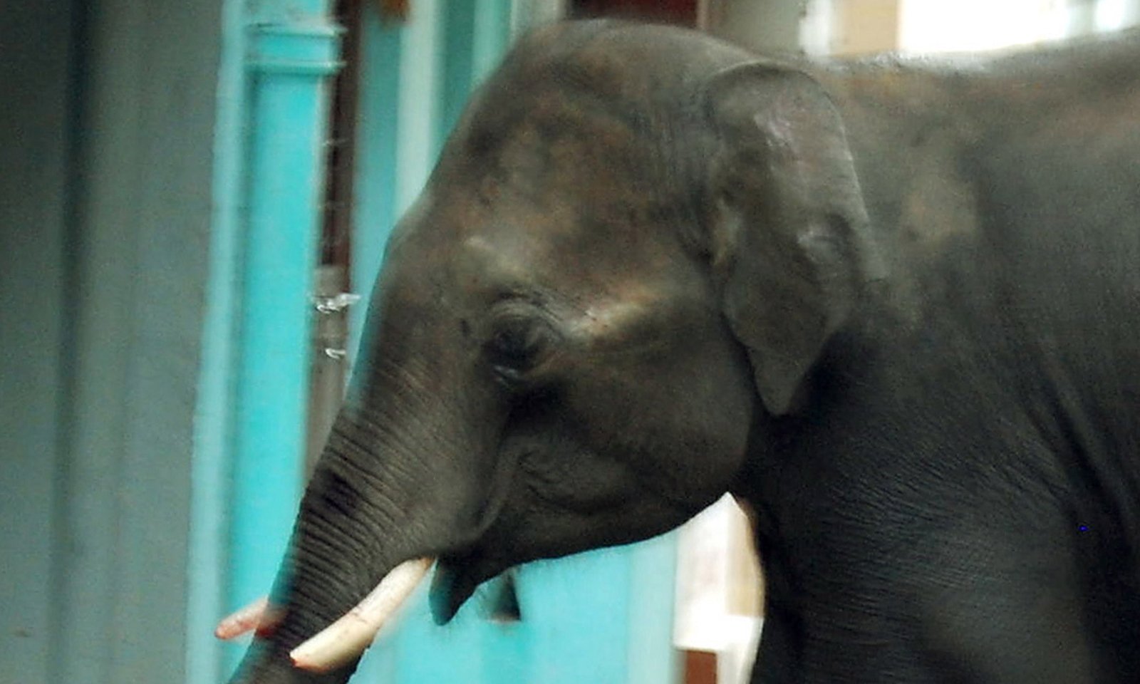 Elephant kills couple and three young children