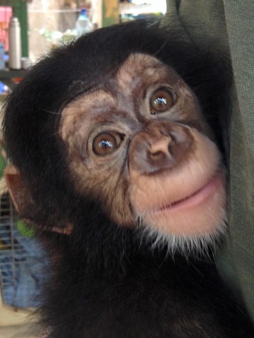 RTÉ Radio 1: Documentary on One - Bruno the Chimpanzee