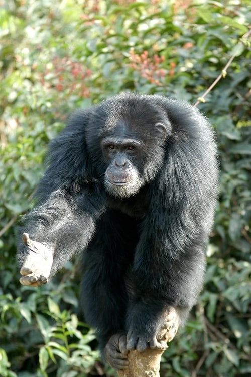 RTÉ Radio 1: Documentary on One - Bruno the Chimpanzee