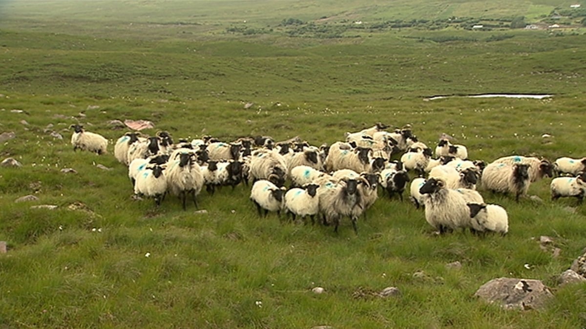Call for more awareness over dog attacks on sheep | Morning Ireland ...