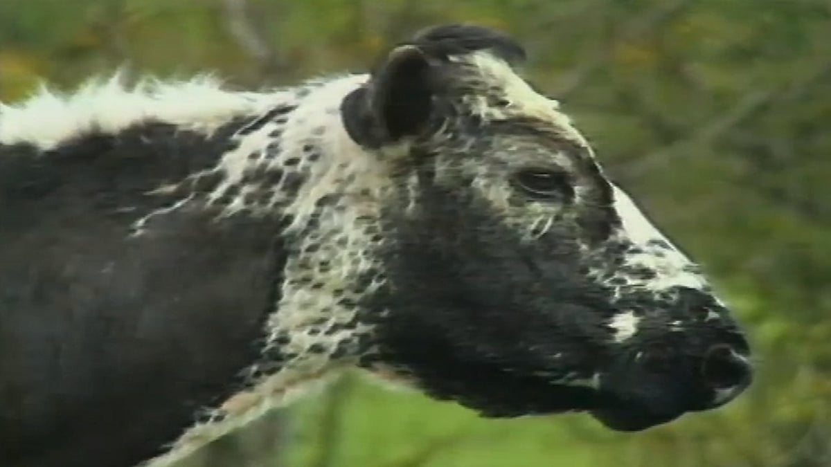 The full story of Bertha - the world's oldest cow! | CountryWide - RTÉ ...