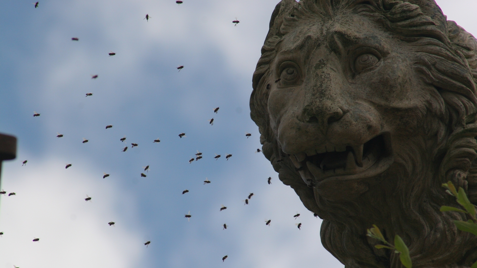 NUIG researchers in call over wild bee count