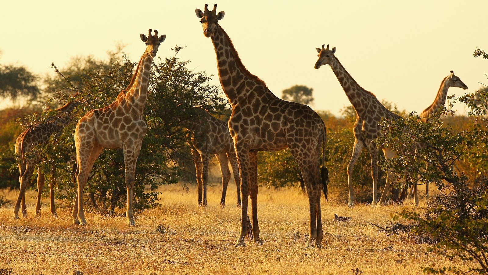 Concern over 'silent extinction' of giraffes