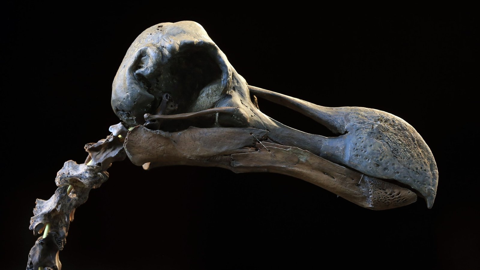 Rare Dodo skeleton set for UK auction